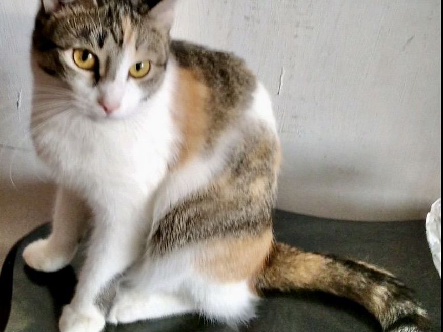 Приютите кошечку