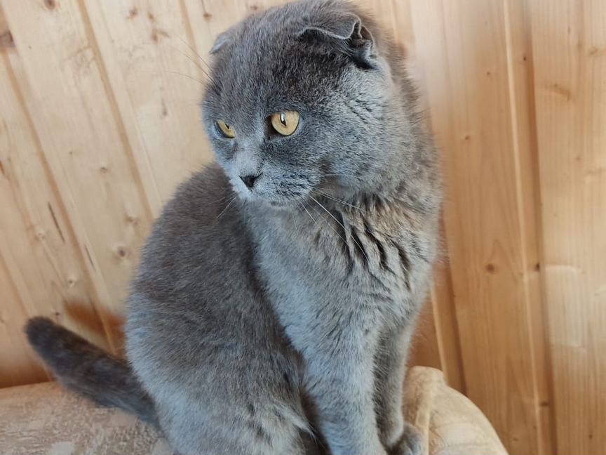 Шотландская вислоухая кошка