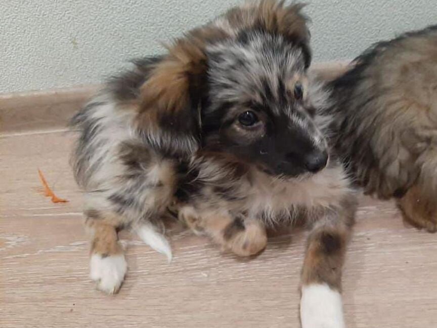 Щенкам нужен хозяин