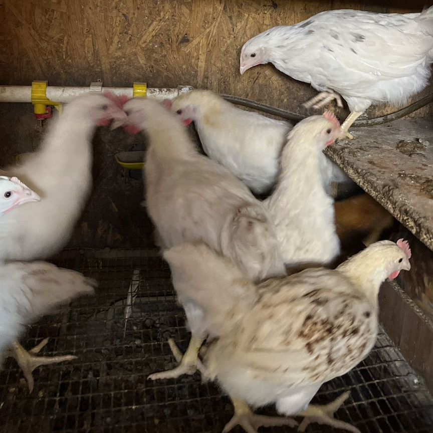 Куры молодки