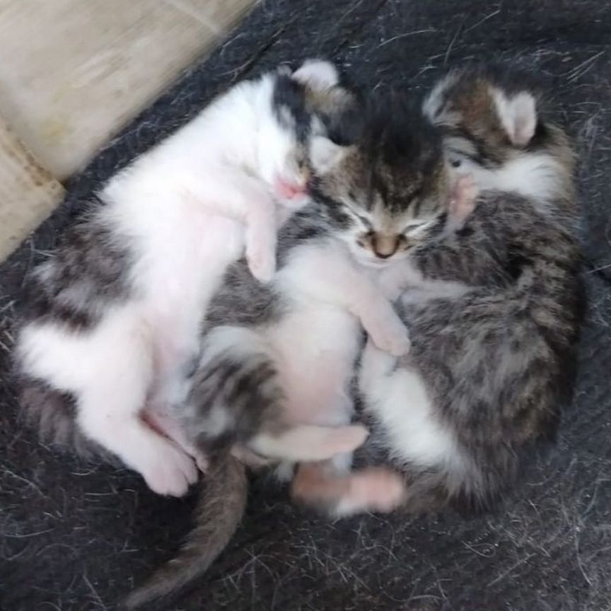 Котята в добрые руки бесплатно