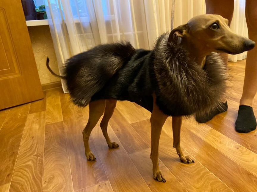 Одежда для левретки из меха норки и чернобурки