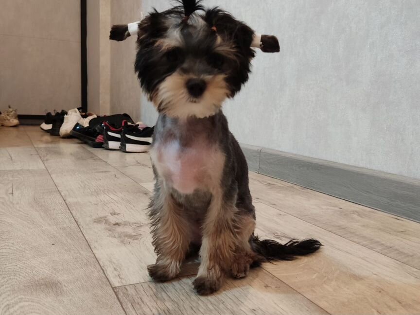 Йоркширский терьер щенки девочки