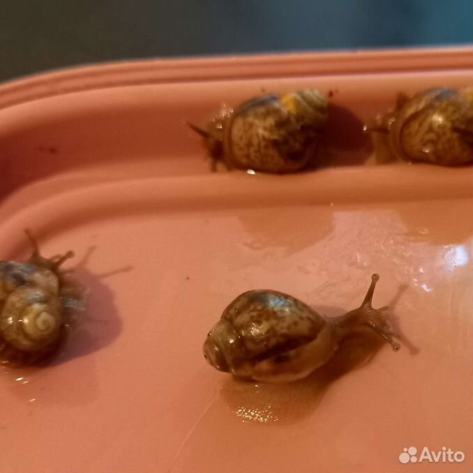 Улитки ахатины малыши