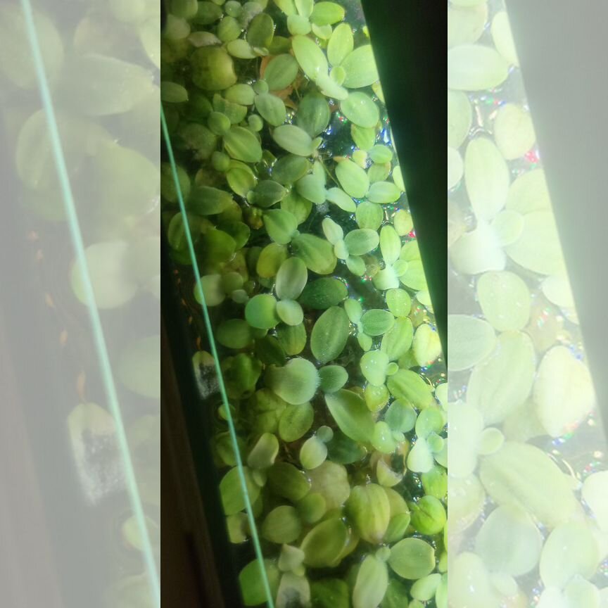 Растения пистия