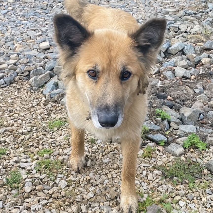 Взрослая собака в добрые руки