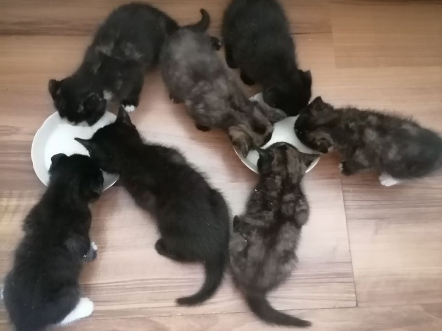 Котята шотландской вислоухой