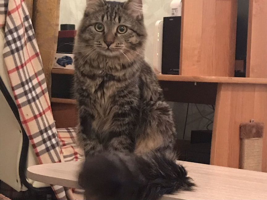 В добрые руки