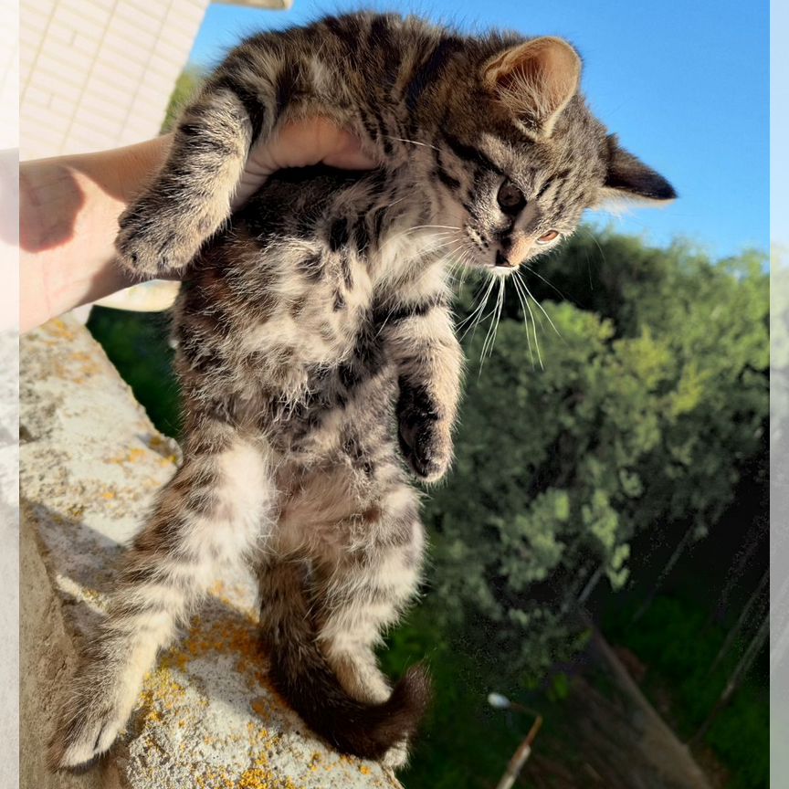 Сибирский котёнок