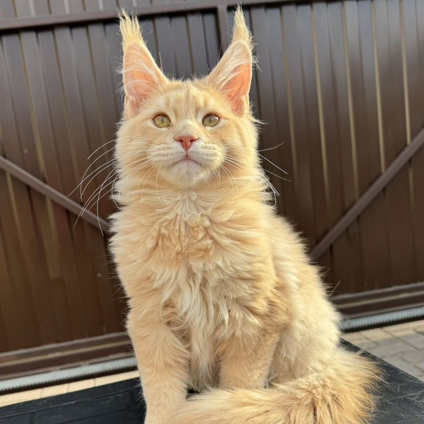 Мейн-кун котик из питомника