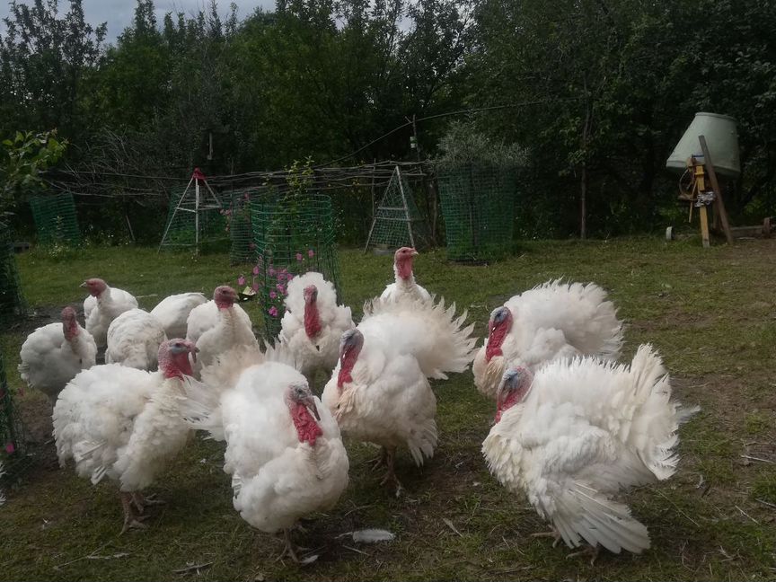 Мясо индейки