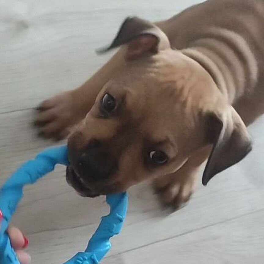 Американский стаффордширский терьер