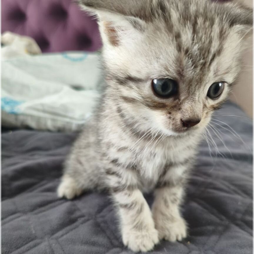 Шотландский прямоухий короткошёрстный котёнок