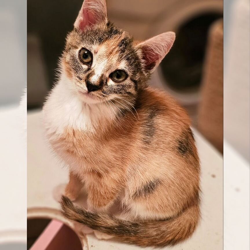 Американский короткошёрстный котёнок