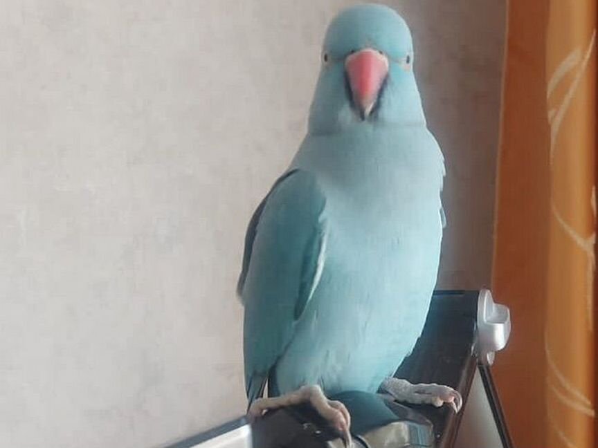 Декоративные птицы