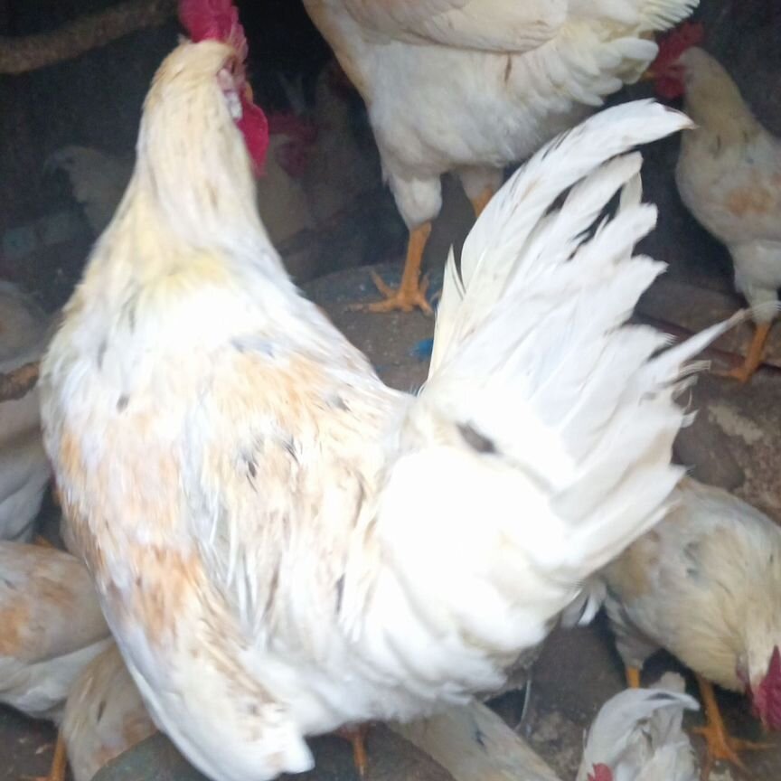 Петушки пять месяцев