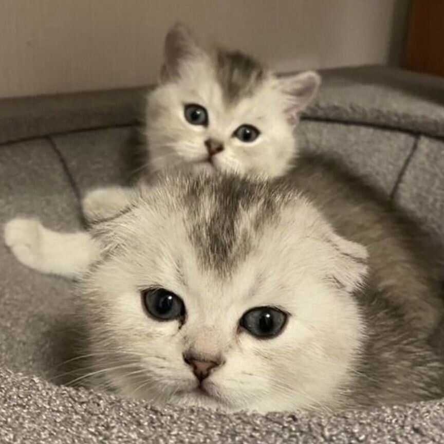 Шотландская вислоухая шиншилла