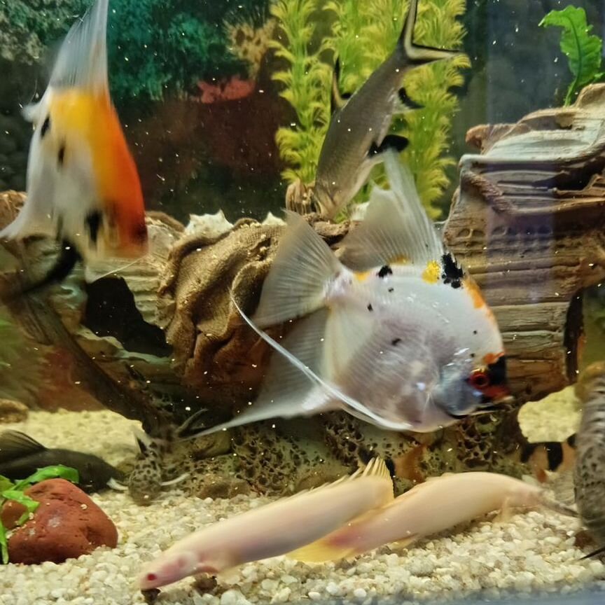 Полиптерус сенегальский