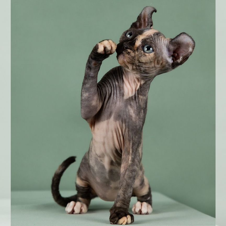 Канадский сфинкс