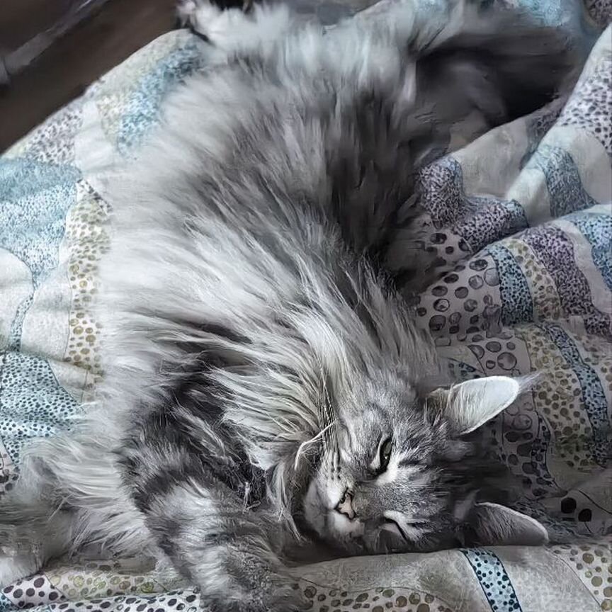 Кошка майнкун