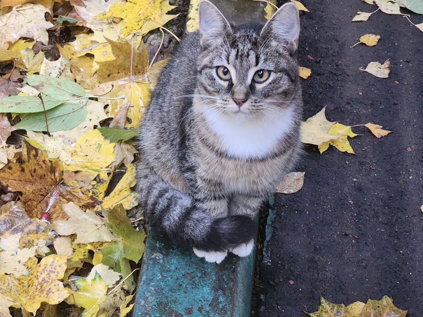 Роскошная кошечка скоро зима