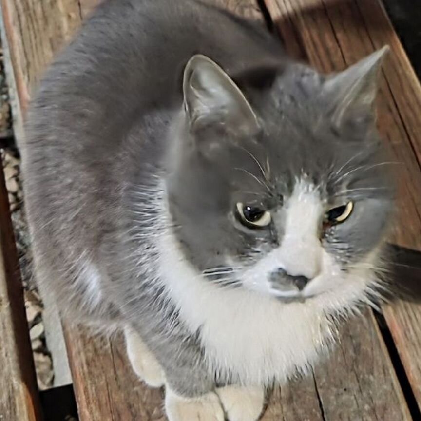 Взрослая, кошка в добрые руки