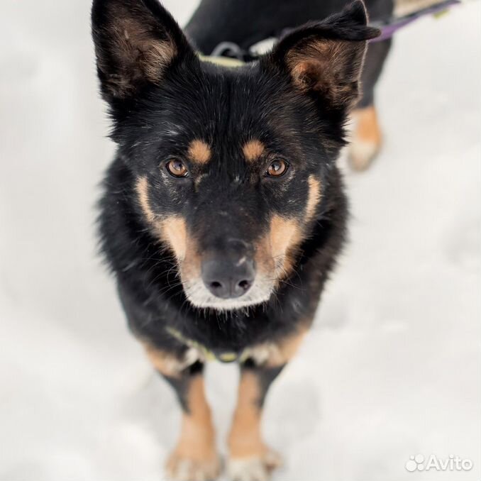 Байкал ищет дом