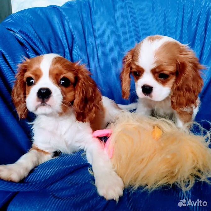 Детишки Кавалер Кинг Чарльз спаниели