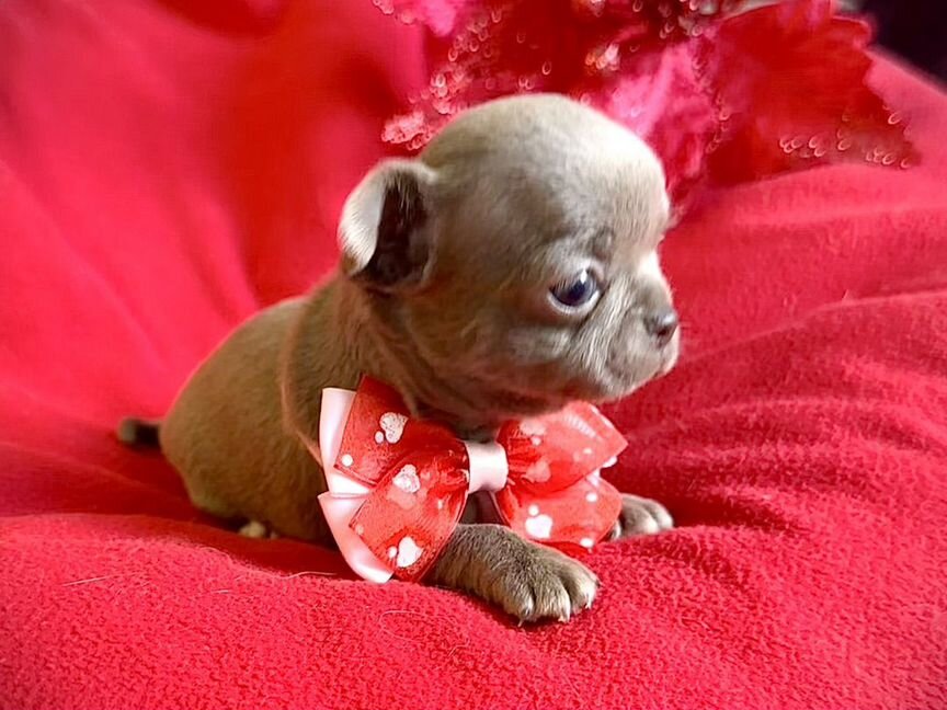 Щенки чихуахуа лиловые