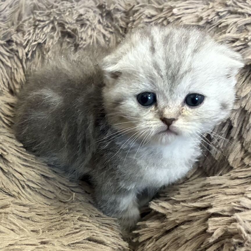 Шотландские вислоухие котики