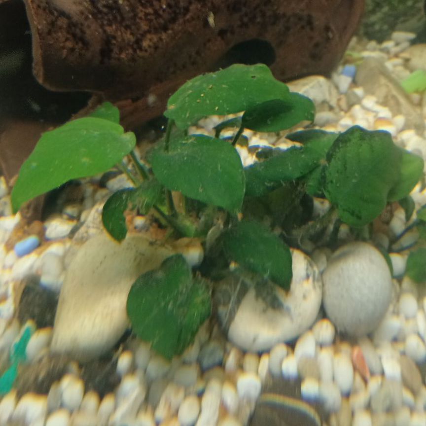 Растения для аквариума