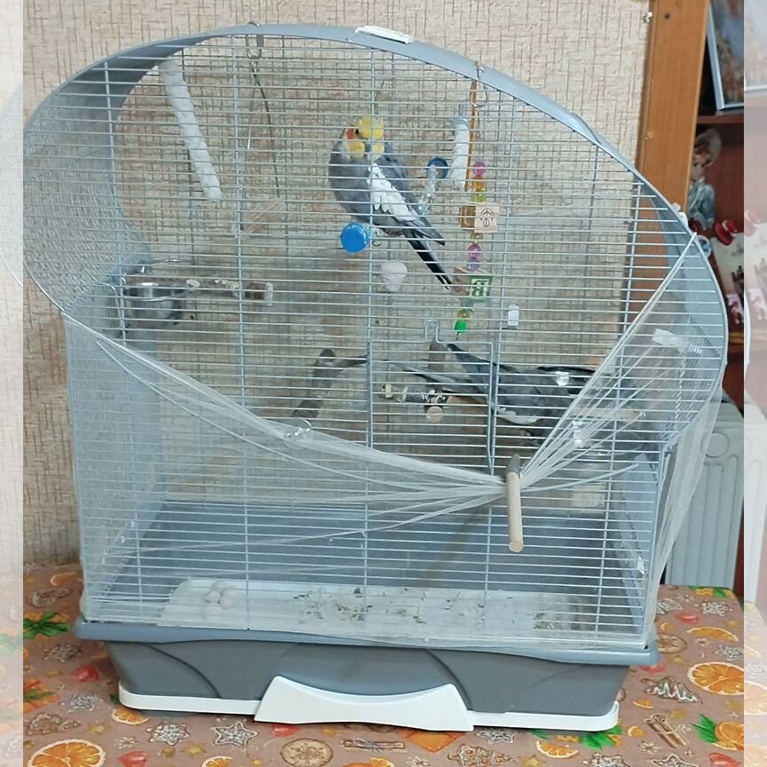 Пара попугаев Корелла