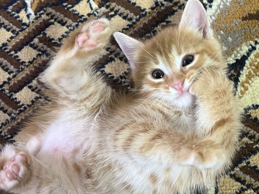 Котята в добрые руки