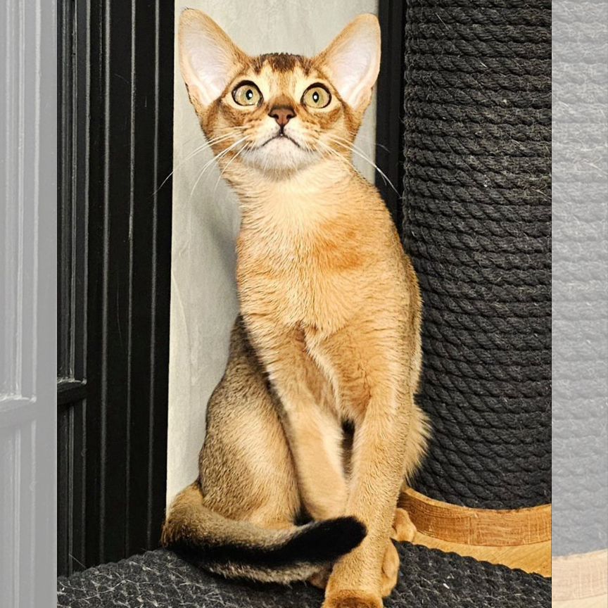 Абиссинский котёнок