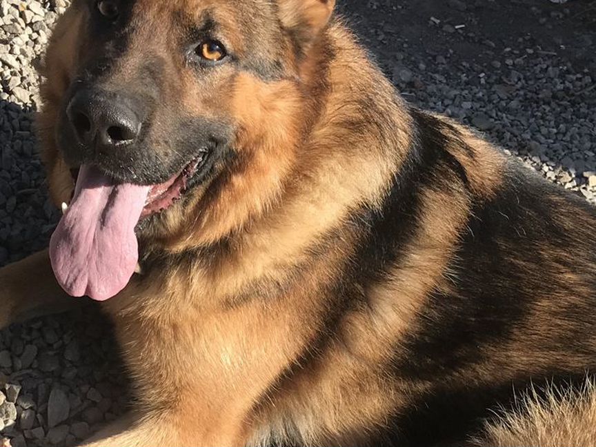 Немец жених ищет невесту для вязки