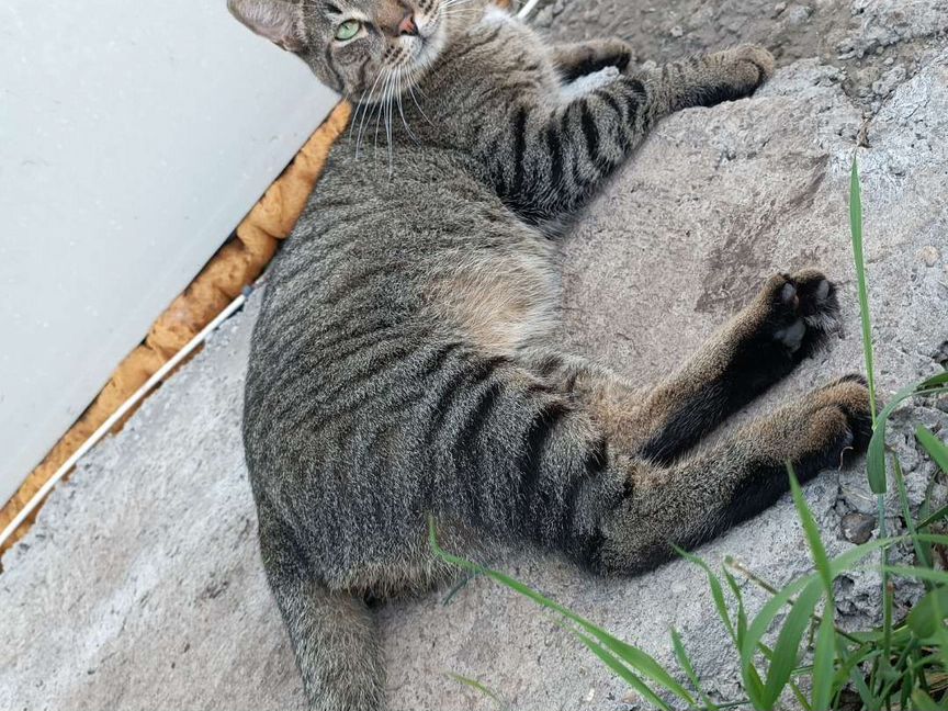 Классный тигровый кот