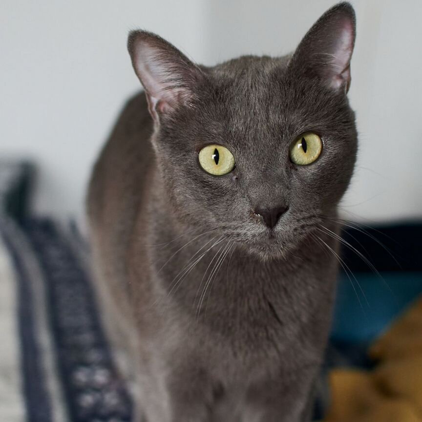 Молодая кошечка