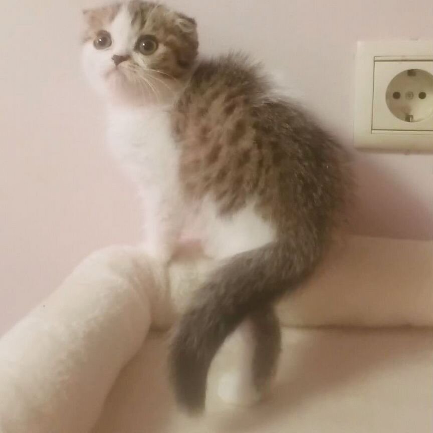Шотландские плюшевые детки