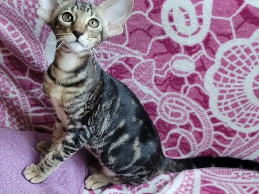 Ориентальные девочки