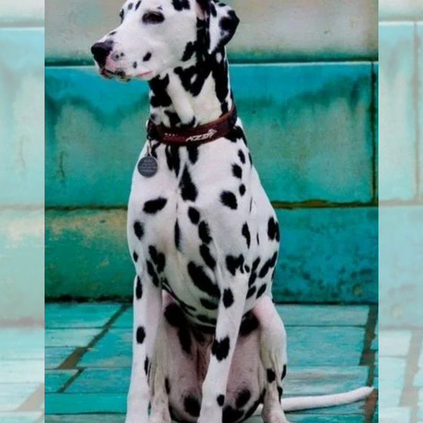 Далматин, взрослая собака
