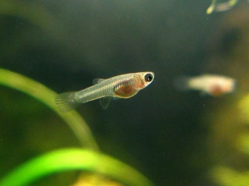 Мальки гуппи