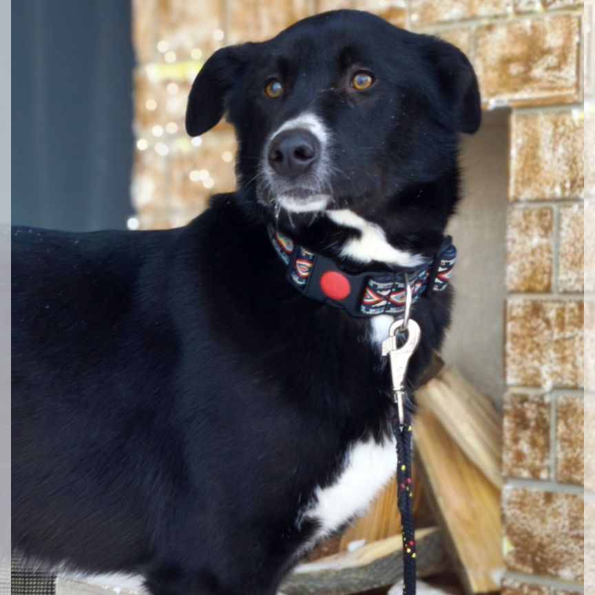 Взрослый пёс в добрые руки