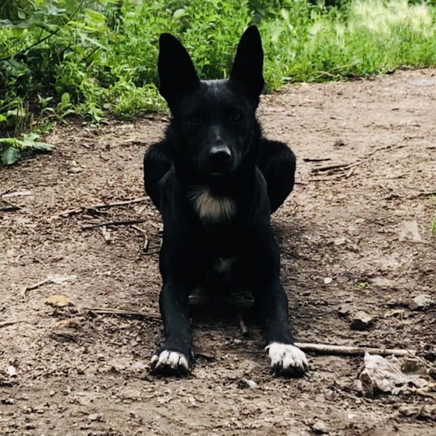 Собака в добрые руки