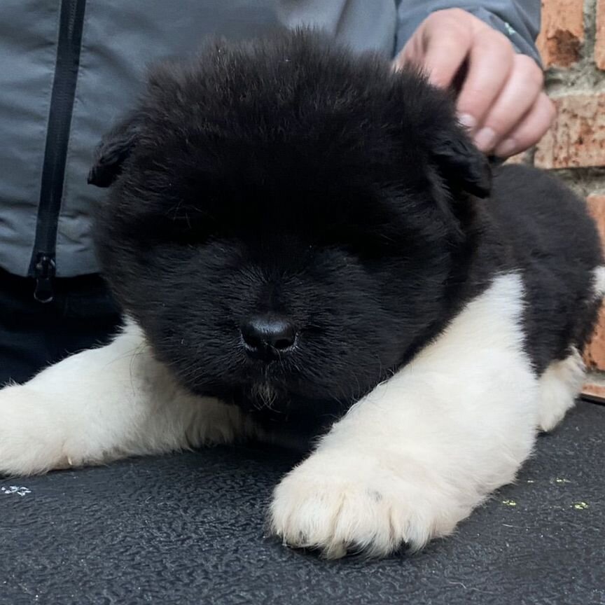 Американская акита, щенок