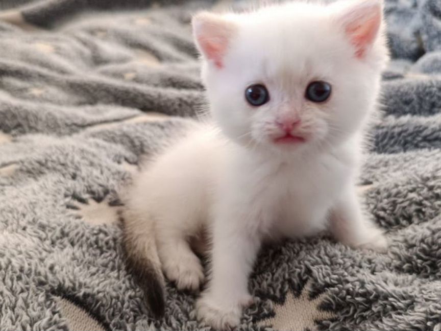 Британские котята серебро