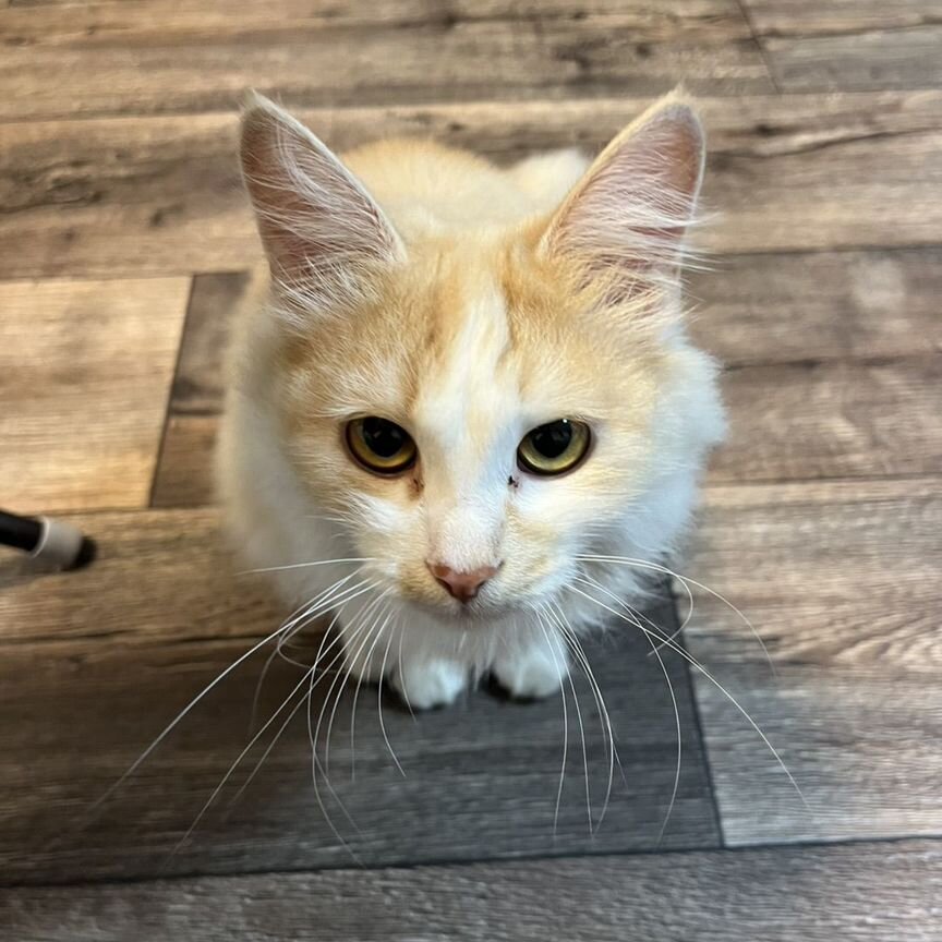 Кот в частный дом