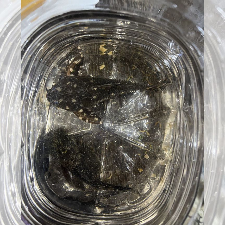 Отдам двух сомов