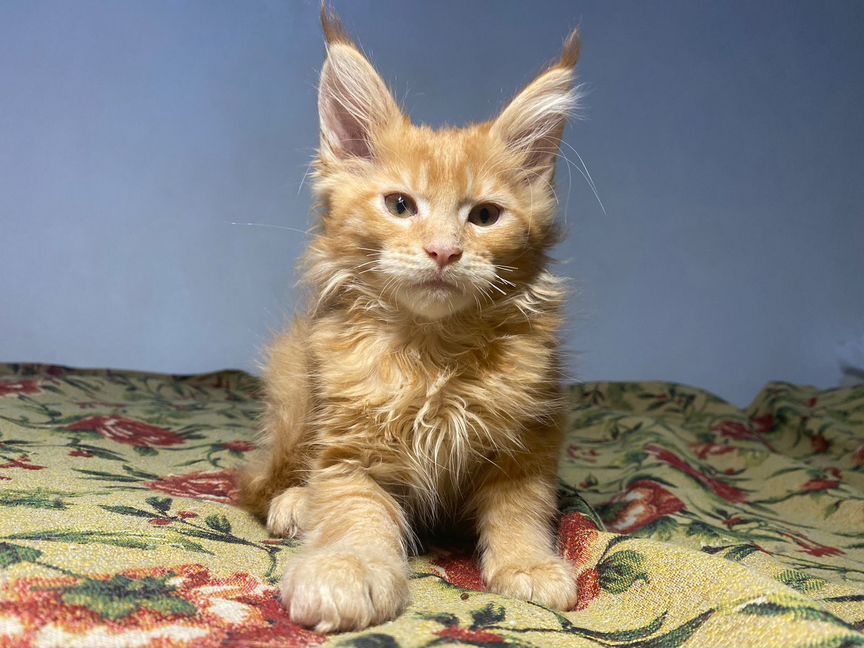 Брутальный, ласковый и нежный говорун, мейн кун