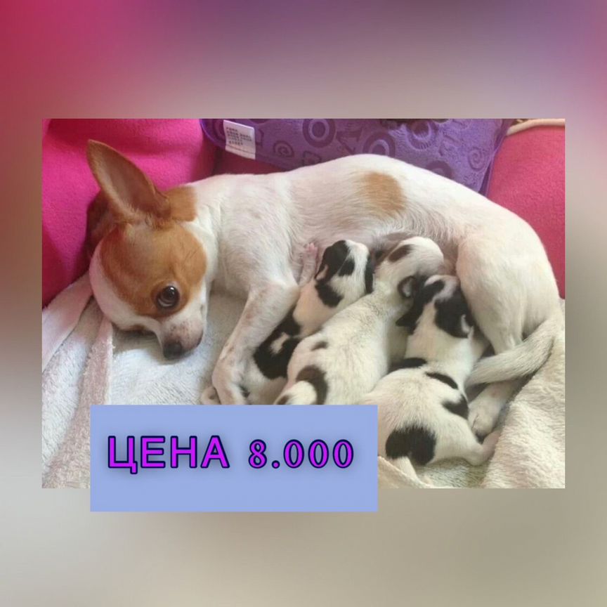 Щенок чихуа мальчиk