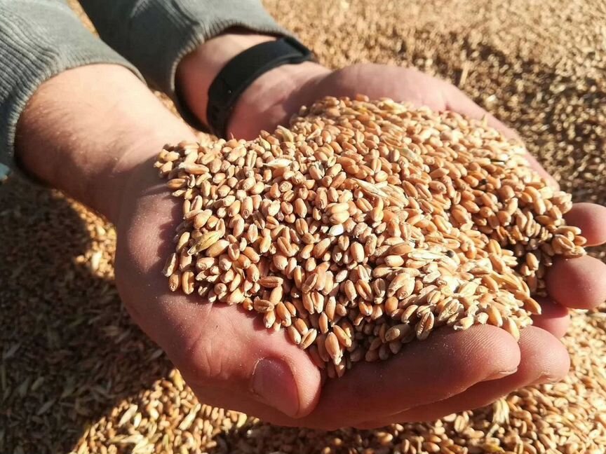 Фуражная кукуруза, Кормовая кукуруза на корм